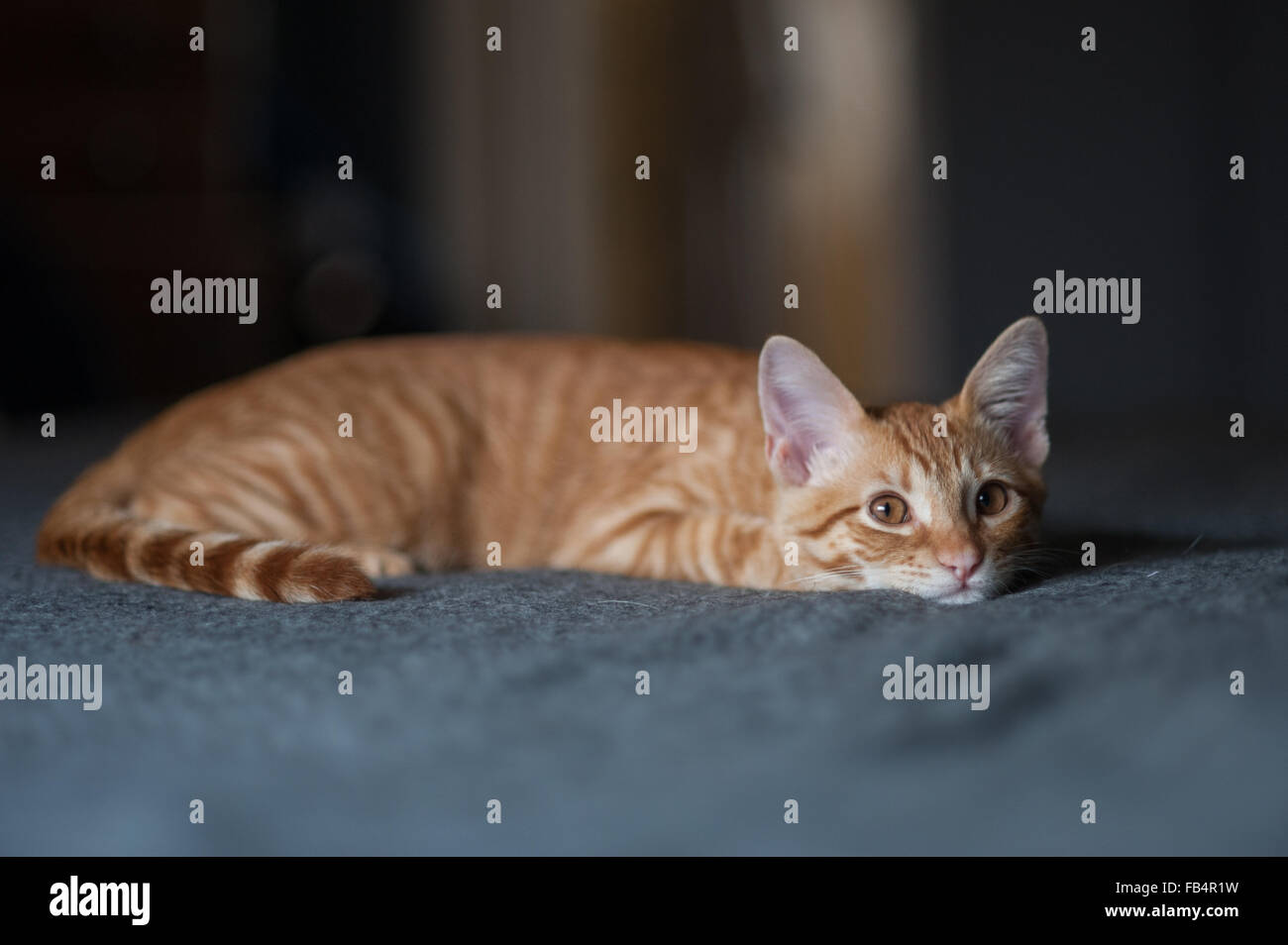 Tabby kitten lying on bed facing right Stock Photo - Alamy