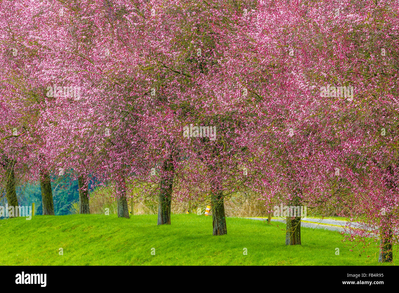 spring tree blossoms, Vancouver Island Stock Photo - Alamy