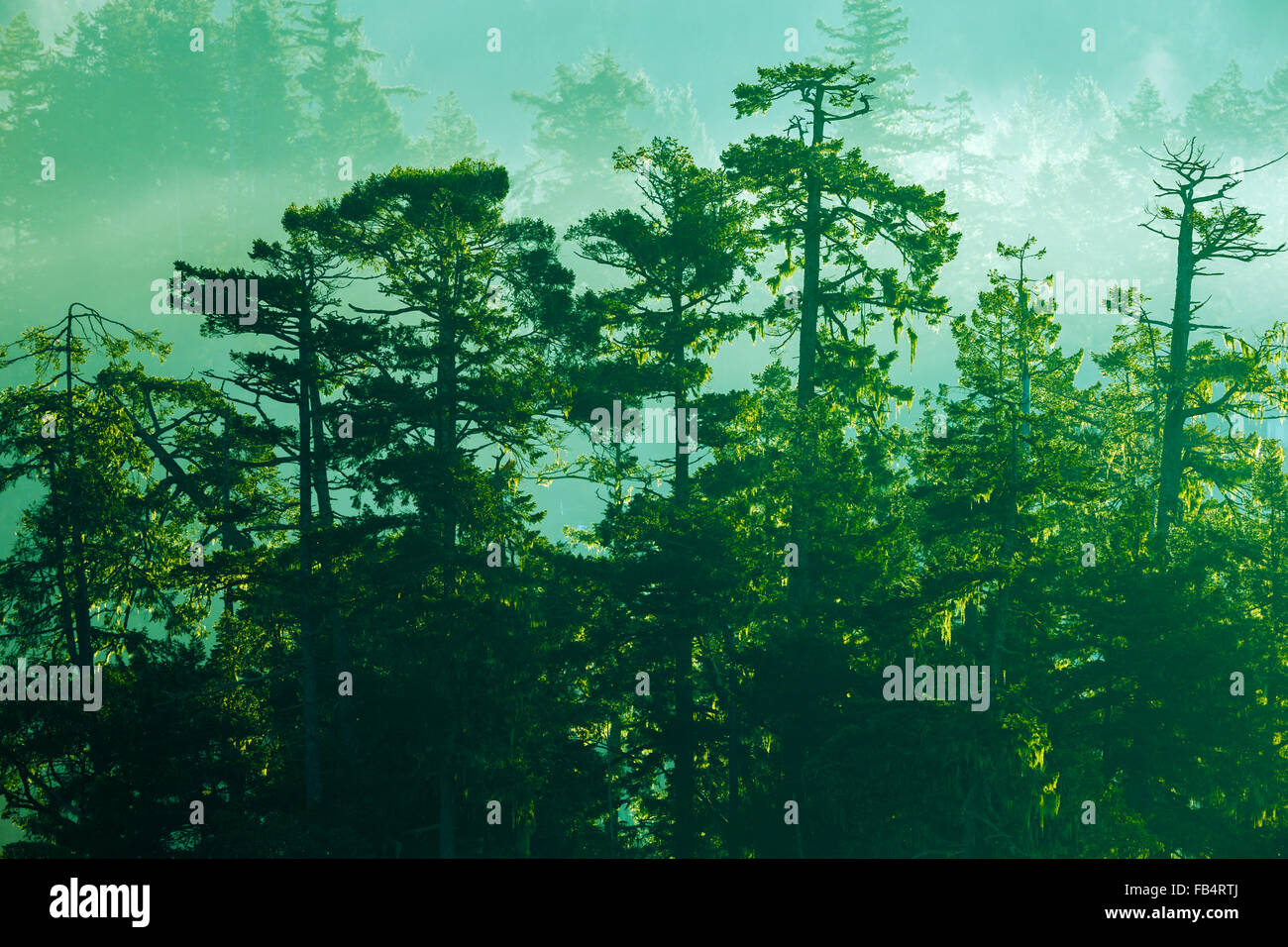 west coast forest, vancouver Island Stock Photo - Alamy