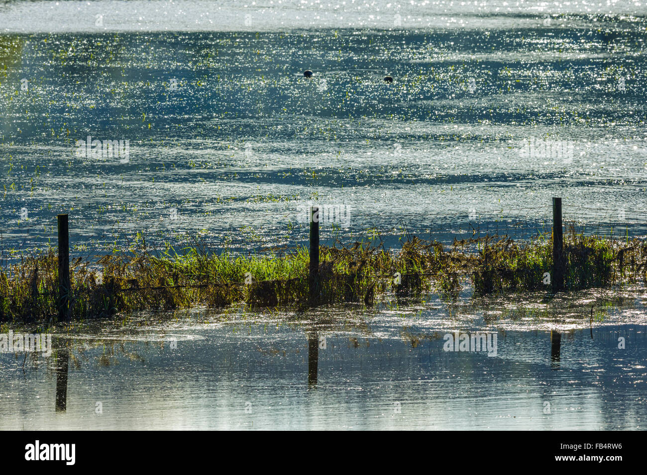 Flooded farm field hi-res stock photography and images - Alamy
