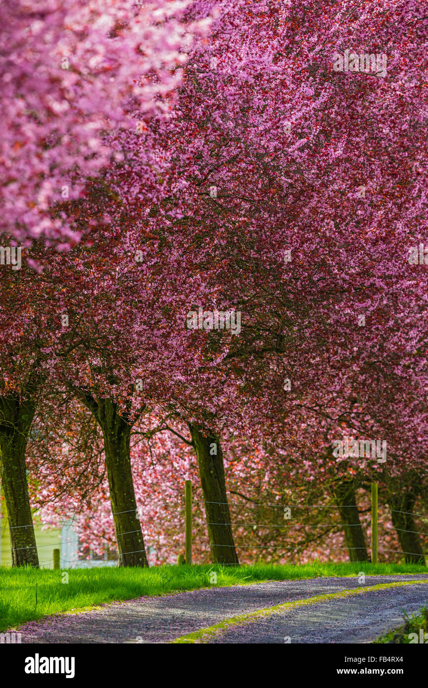 spring tree blossoms and farm house, Vancouver Island Stock Photo - Alamy
