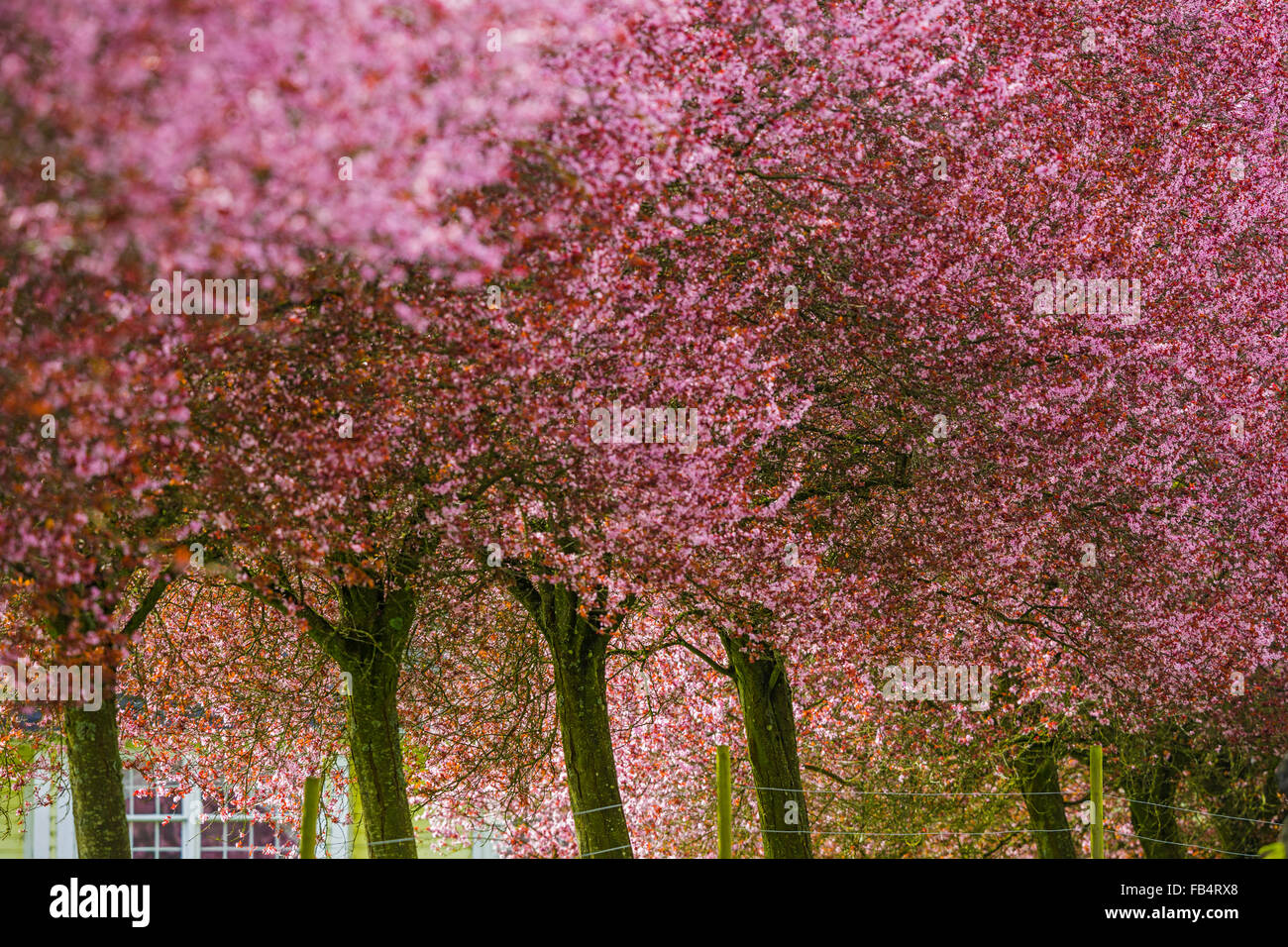 Vancouver island tree house hi-res stock photography and images - Alamy
