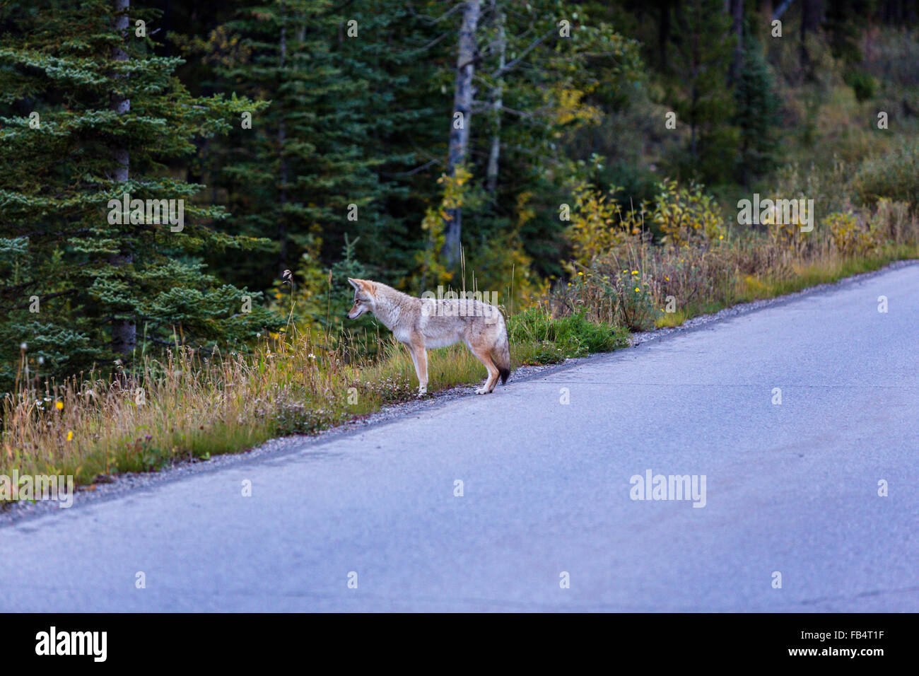 Coyote on the street, Banff Nationalpark, Canis latrans, Two Jack ...