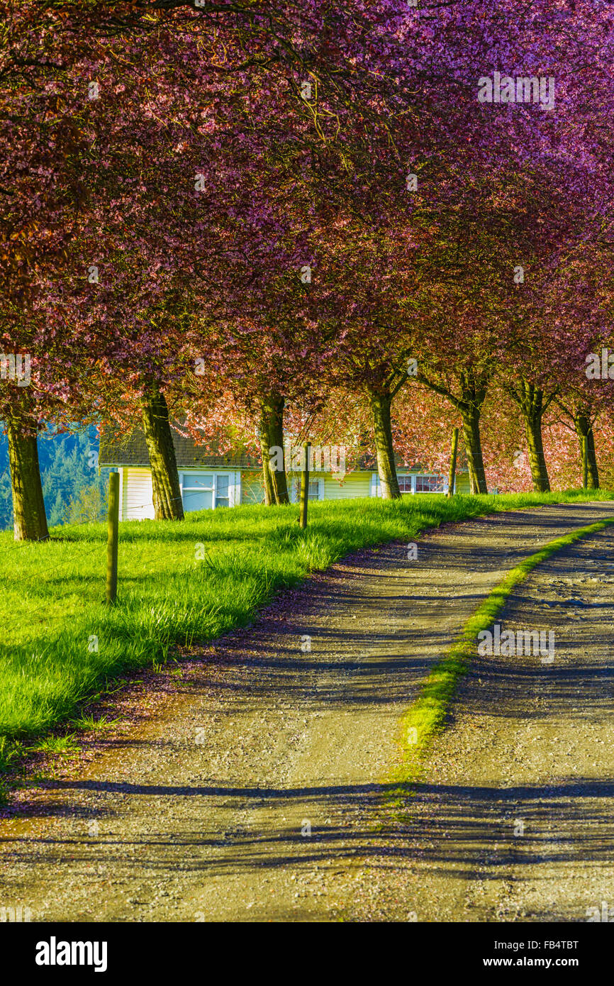 Vancouver island tree house hi-res stock photography and images - Alamy