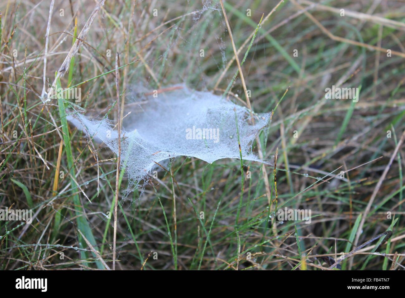 Funnel trap hi-res stock photography and images - Alamy
