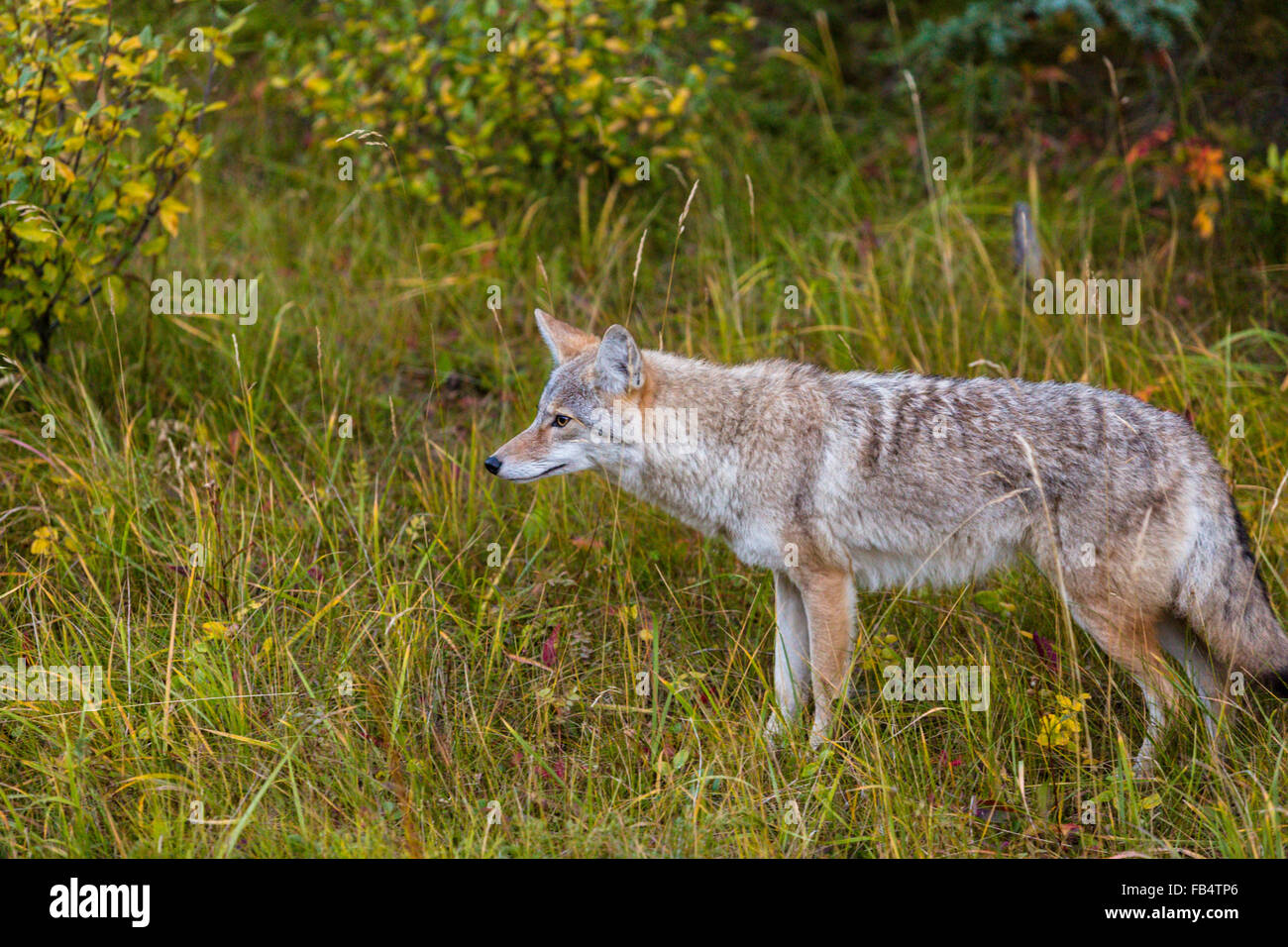 Coyote in Banff Nationalpark, Canis latrans, North American Prairie ...
