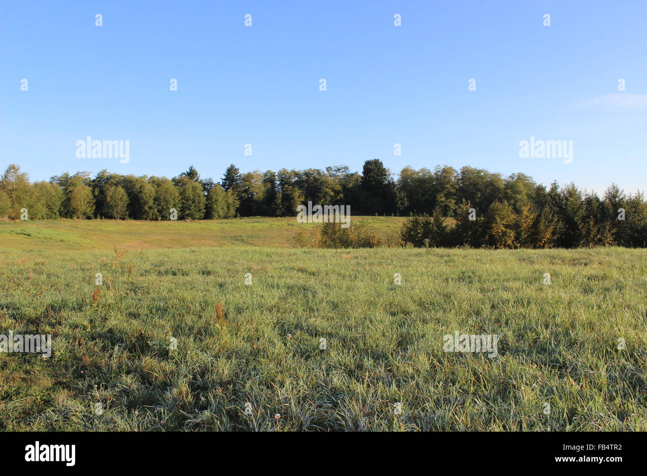 Blue sky tree line farm hi-res stock photography and images - Alamy