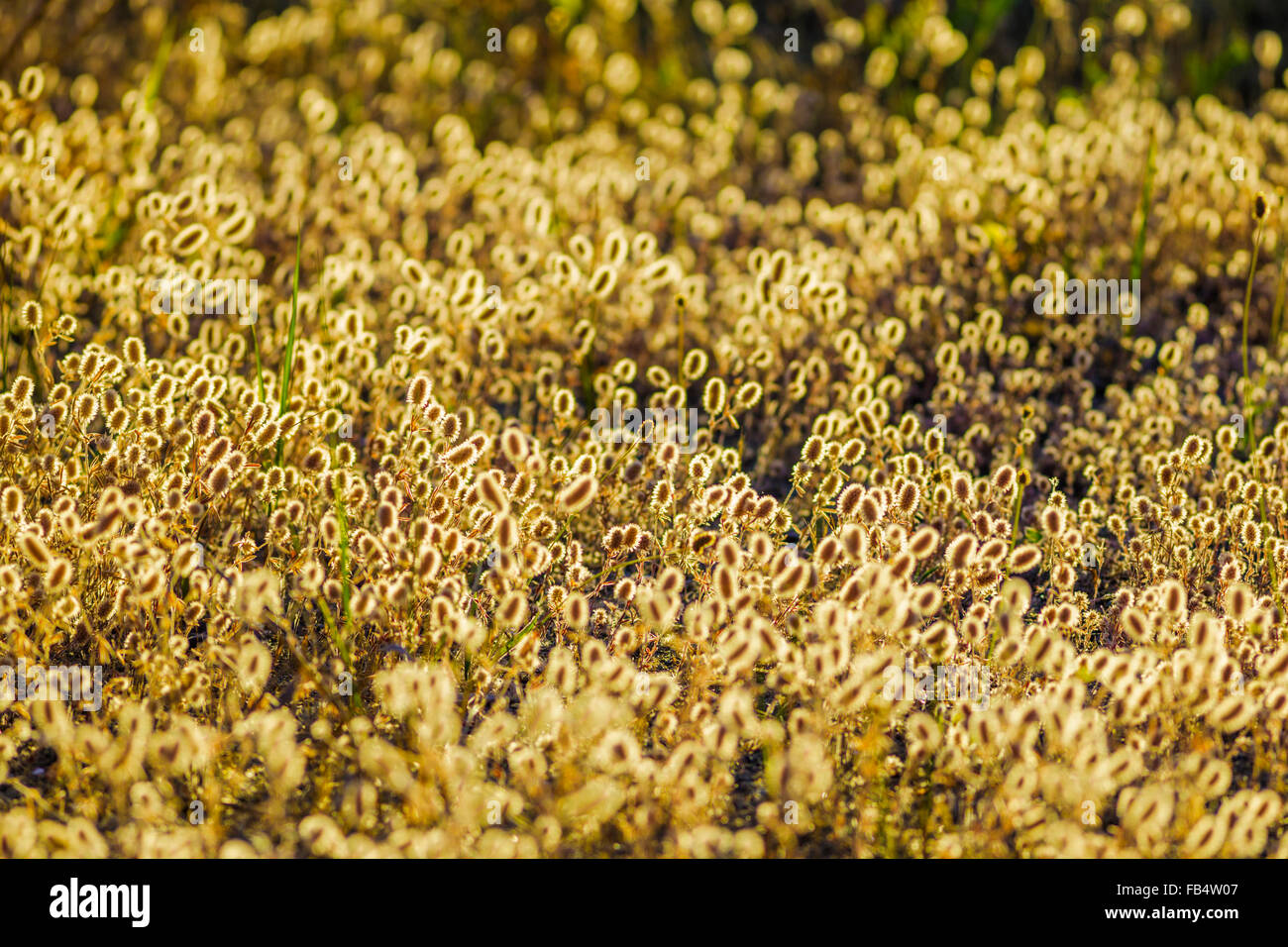 Ground cover at Rathtrevor Beach on Vancouver Island, British Columbia ...