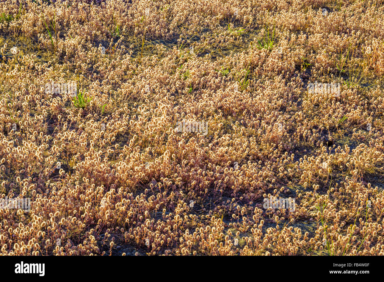 Ground cover at Rathtrevor Beach on Vancouver Island, British Columbia ...