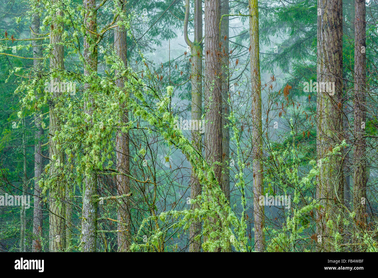 temperate coastal rain forest, Vancouver Island Stock Photo - Alamy