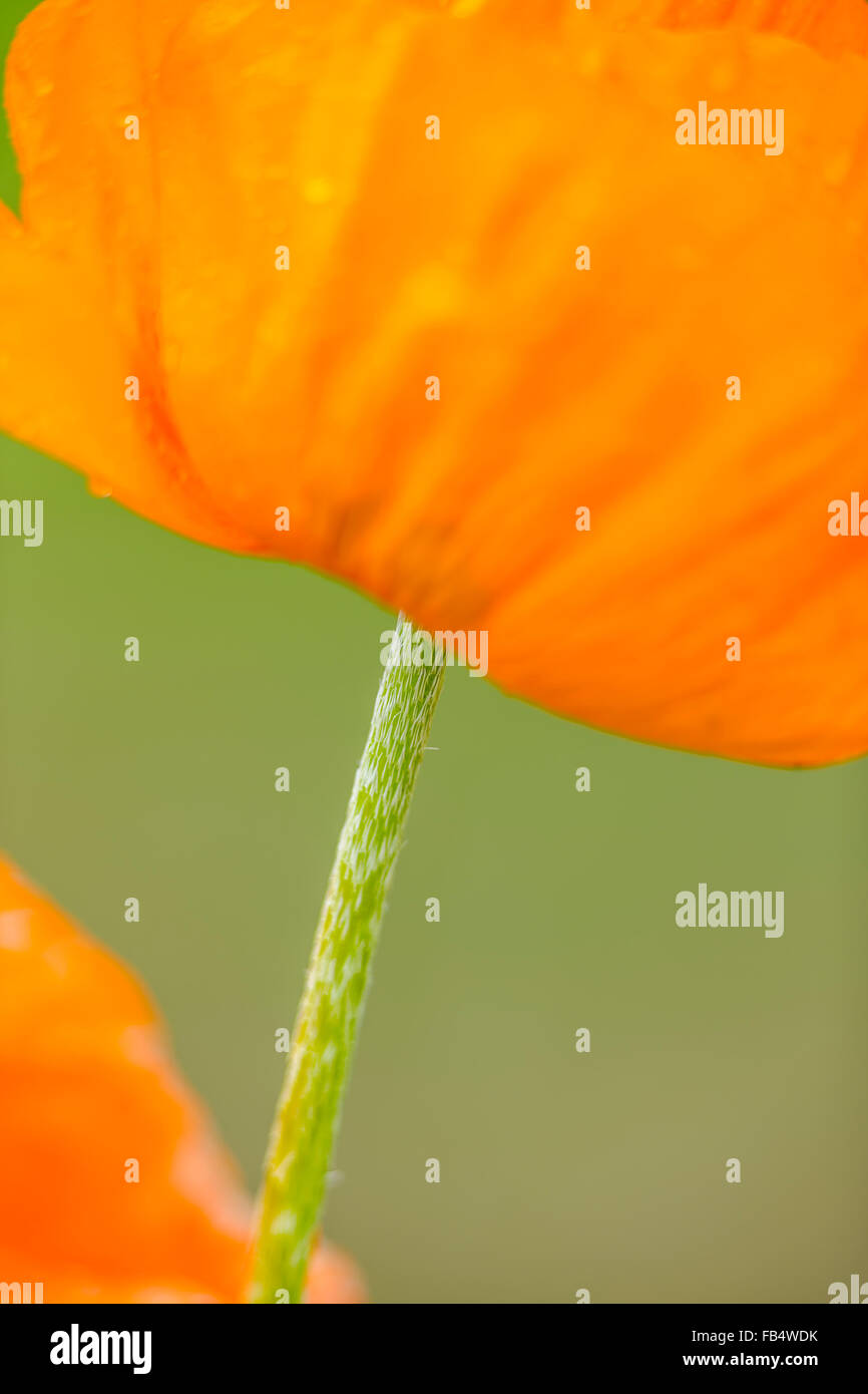 Poppies British Columbia Stock Photos & Poppies British Columbia Stock ...