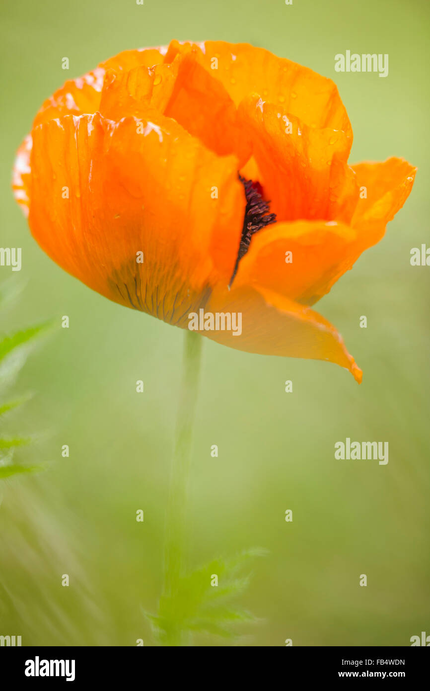 Poppies British Columbia Stock Photos & Poppies British Columbia Stock ...