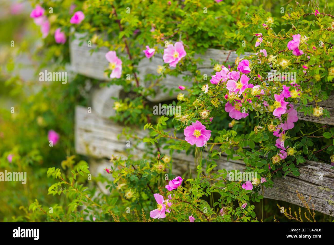 wild roses and fence, Vancouver Island, Canada Stock Photo - Alamy
