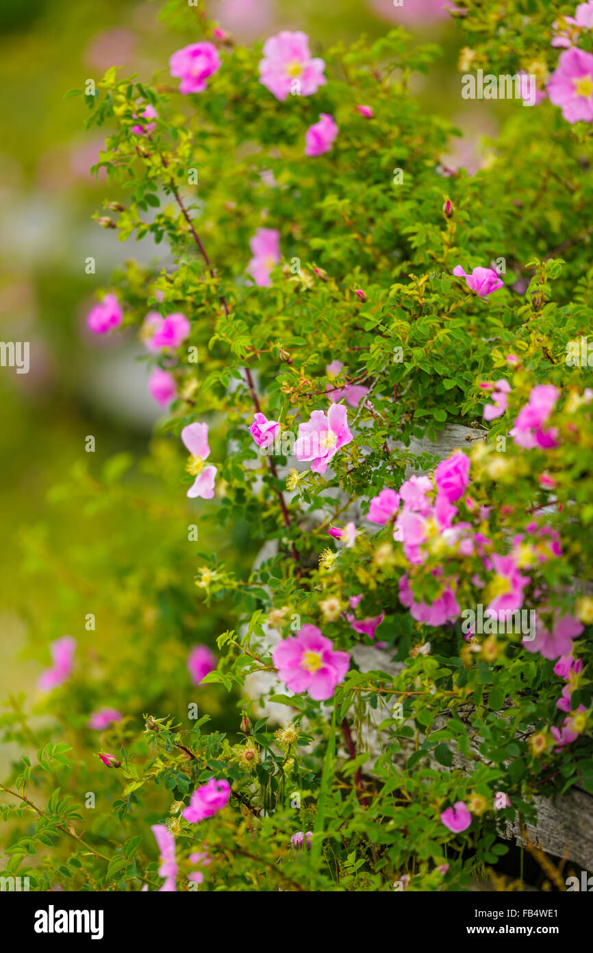 wild roses and fence, Vancouver Island, Canada Stock Photo - Alamy