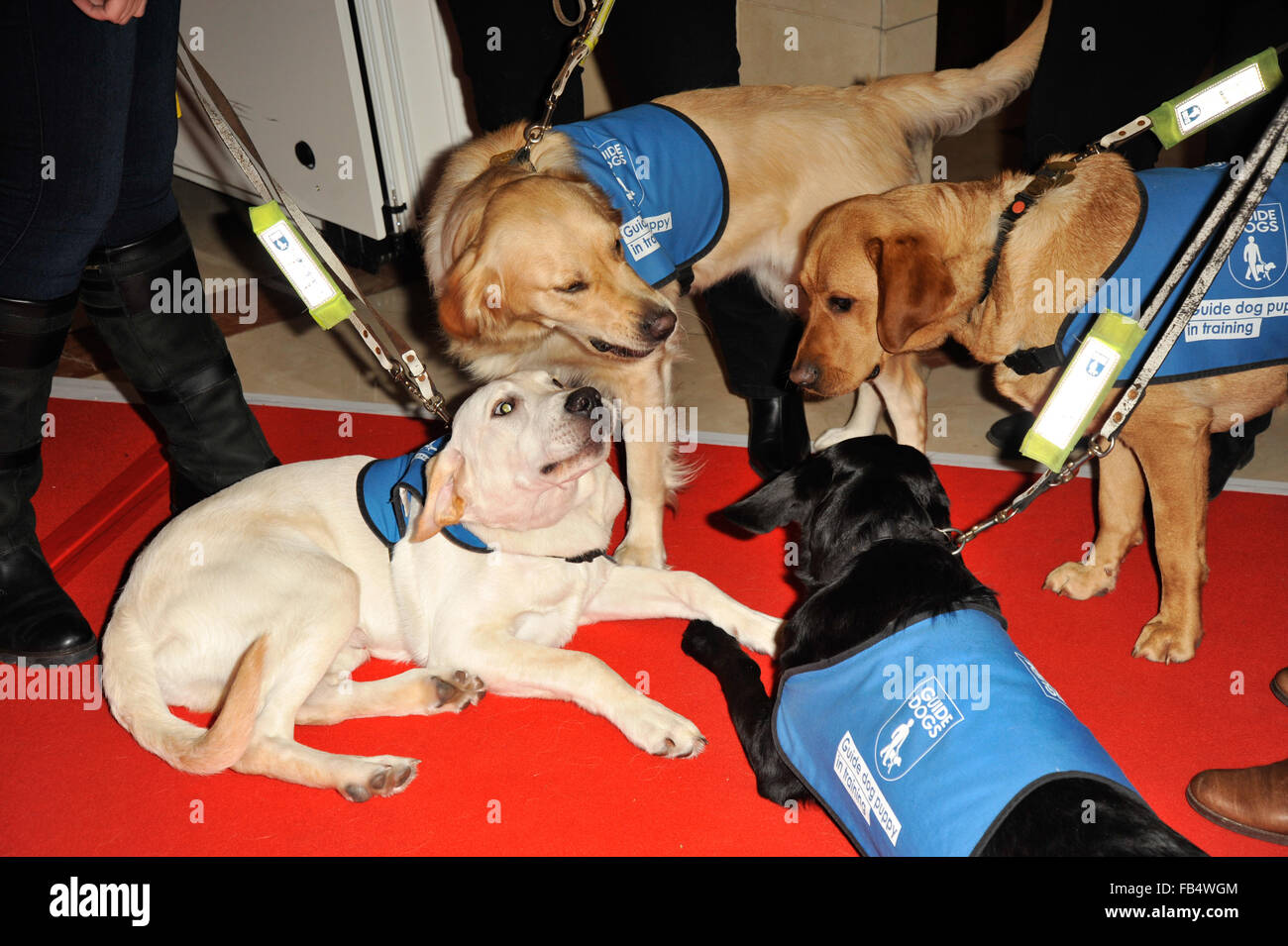 The Guide Dogs For The Blind Association annual awards 2015 at the ...