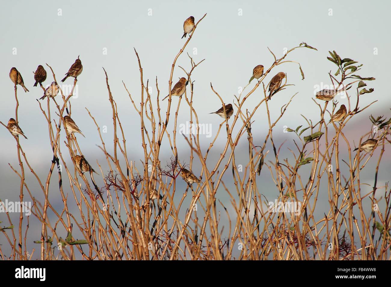 A small flock of Twite after alighting on a bush at Hunterston Sands in ...