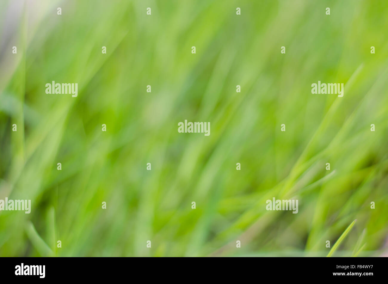 Blurry Background of Grass Stock Photo - Alamy