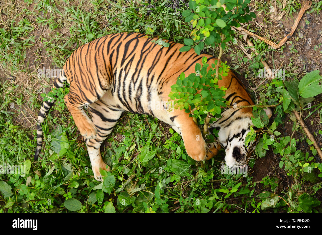 Tiger behavior hi-res stock photography and images - Alamy