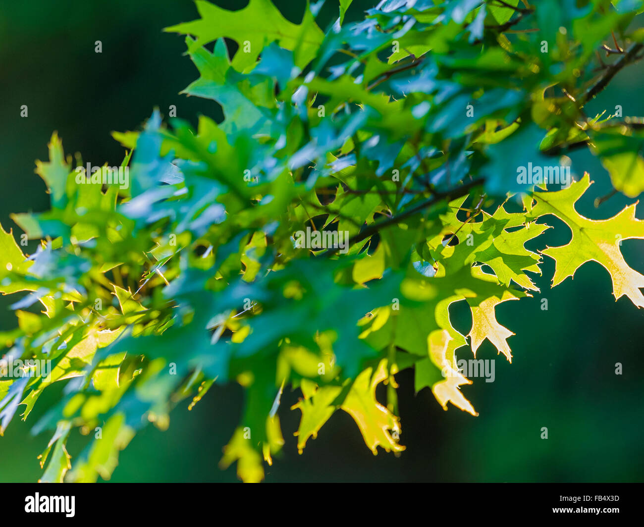 Island oak tree hi-res stock photography and images - Alamy