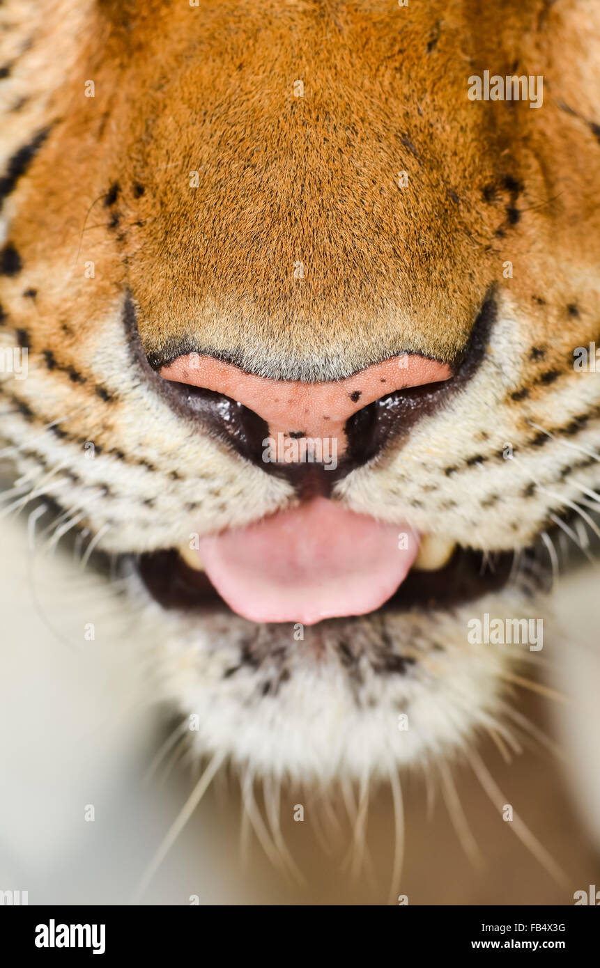 close up of tiger face Stock Photo - Alamy
