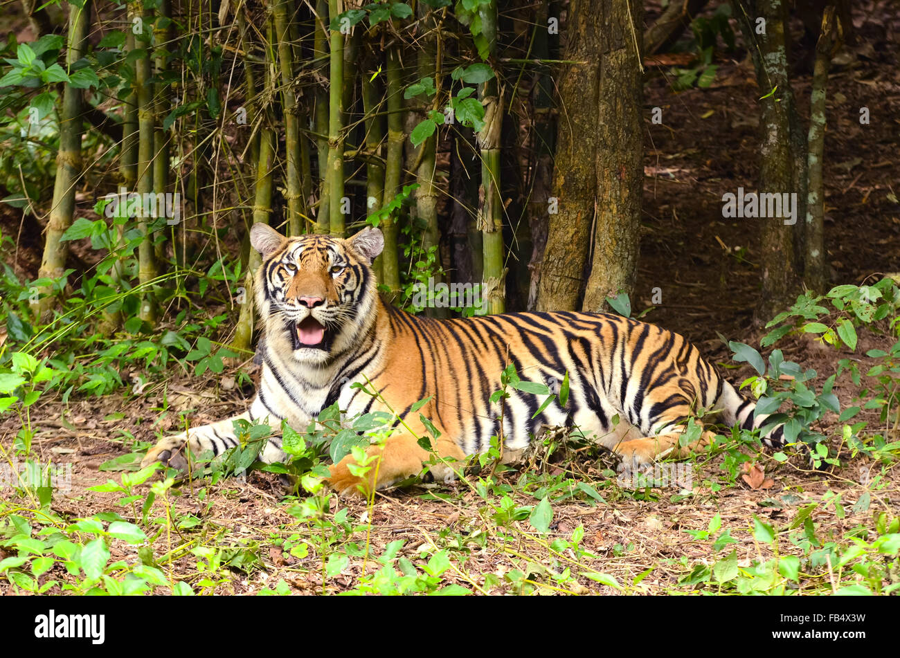 bengal tiger resting in the forest Stock Photo - Alamy