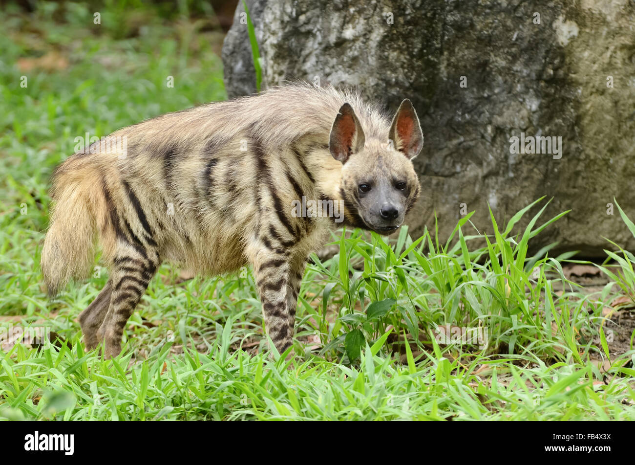 Striped beast hi-res stock photography and images - Alamy