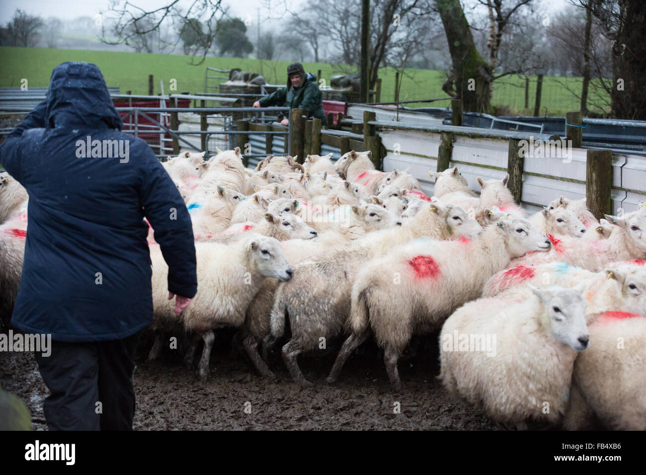 farmers sorting their sheep in the rain Stock Photo - Alamy
