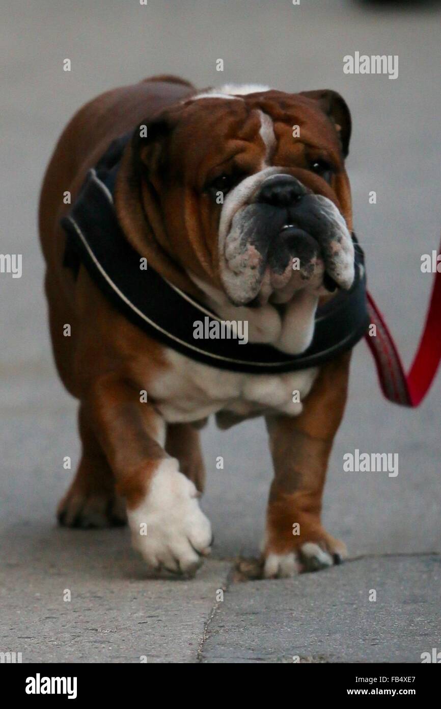 Lewis hamilton and his bulldog Roscoe seen arriving at the ABC studios ...