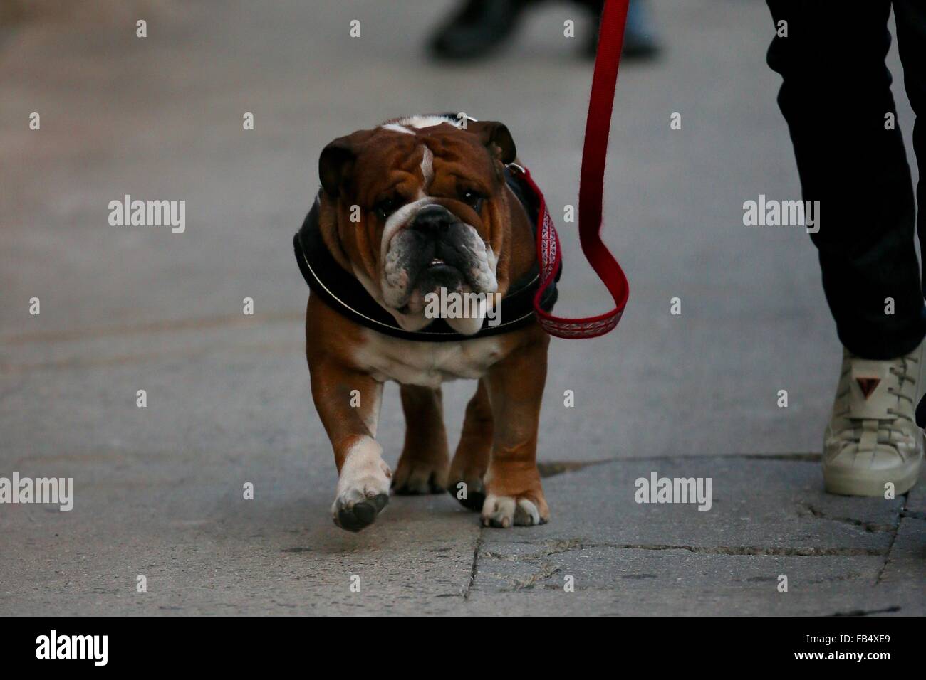 Lewis hamilton and his bulldog Roscoe seen arriving at the ABC studios ...