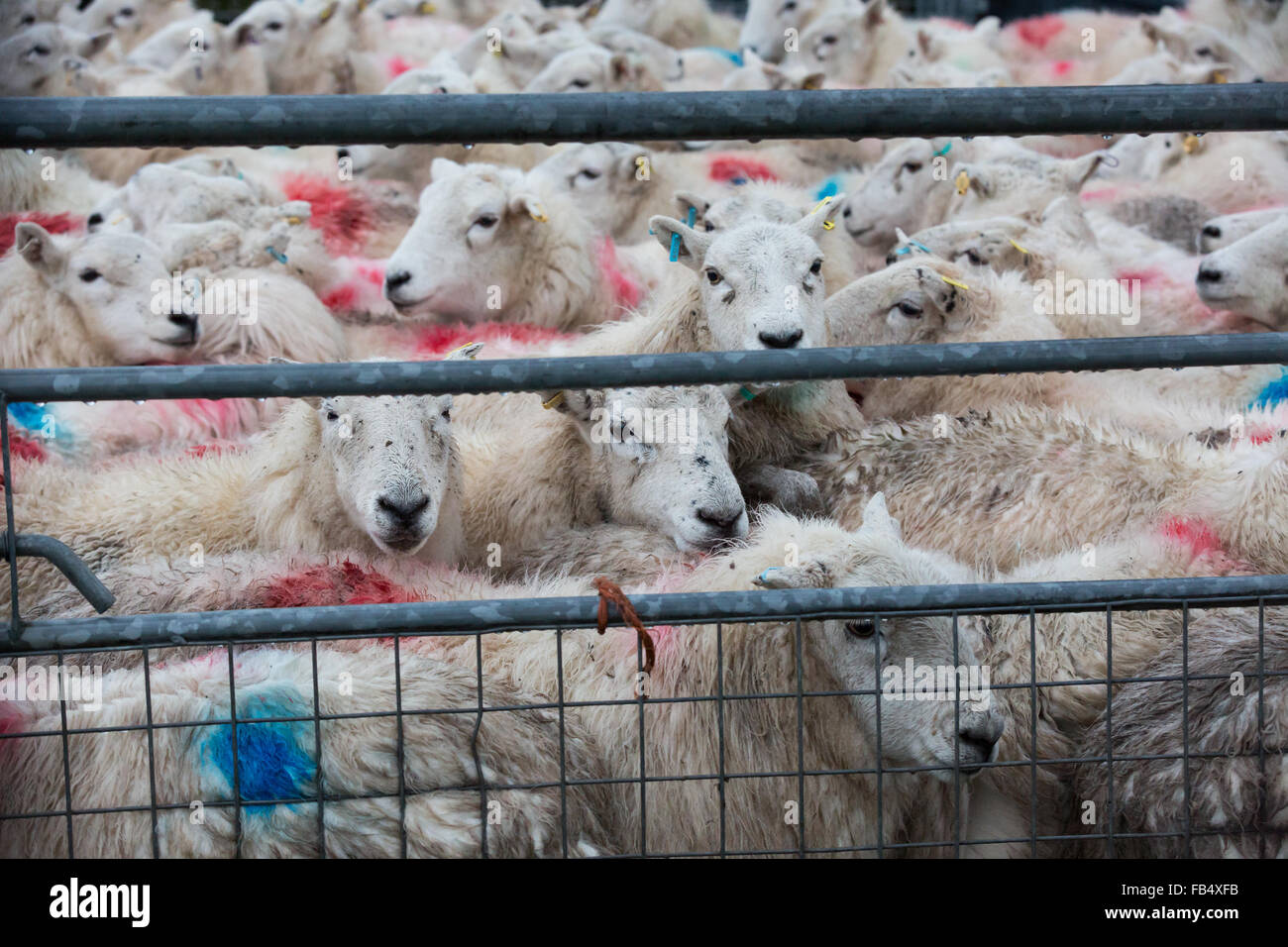 Flock of sheep by a gate Stock Photo - Alamy