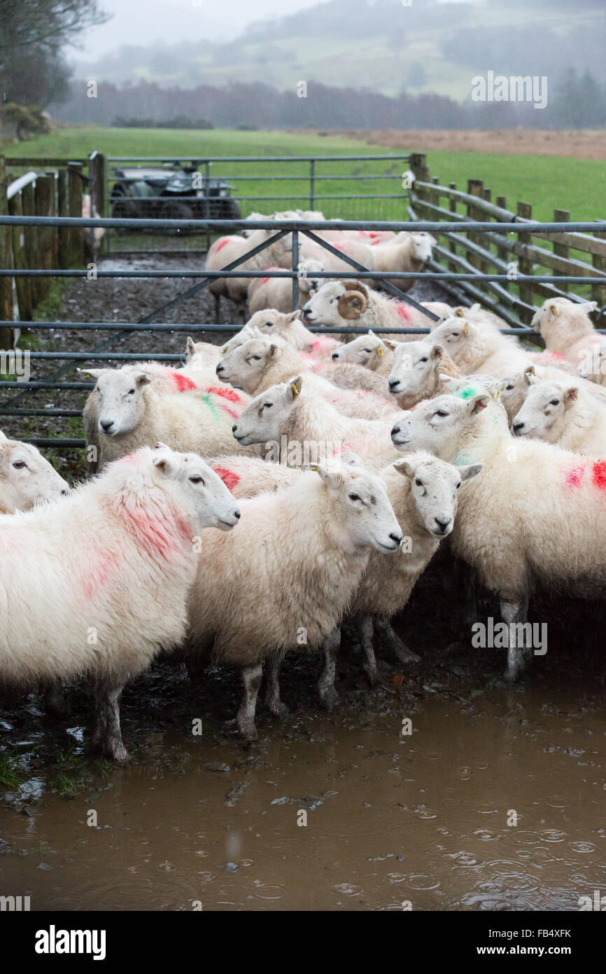 sheep in a pen Stock Photo - Alamy