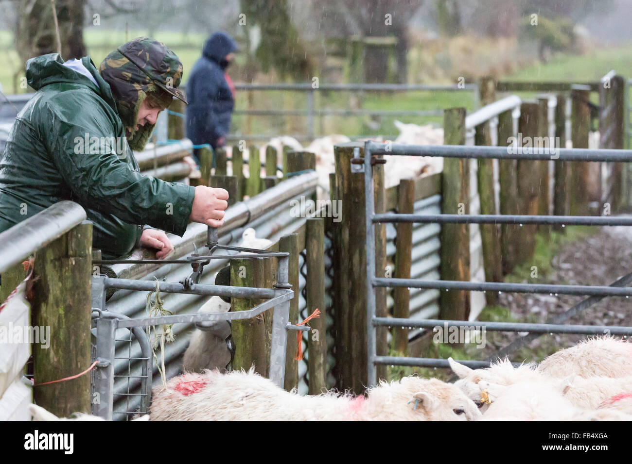 Farmer sorting his pregnant sheep Stock Photo - Alamy