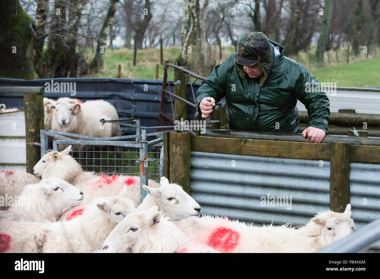 farmer sorting sheep in pen Stock Photo - Alamy