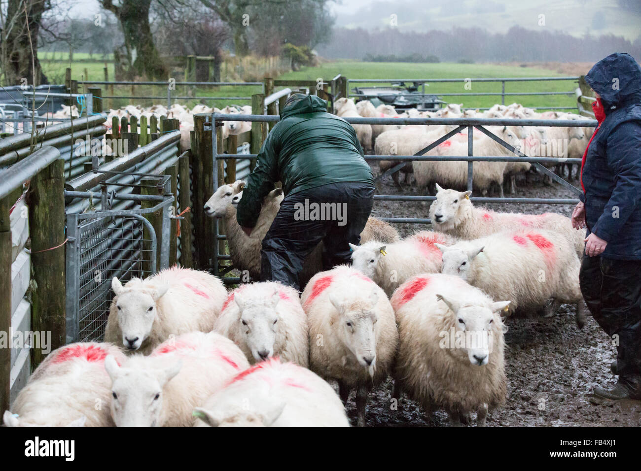 two farmers sorting sheep in pen Stock Photo - Alamy
