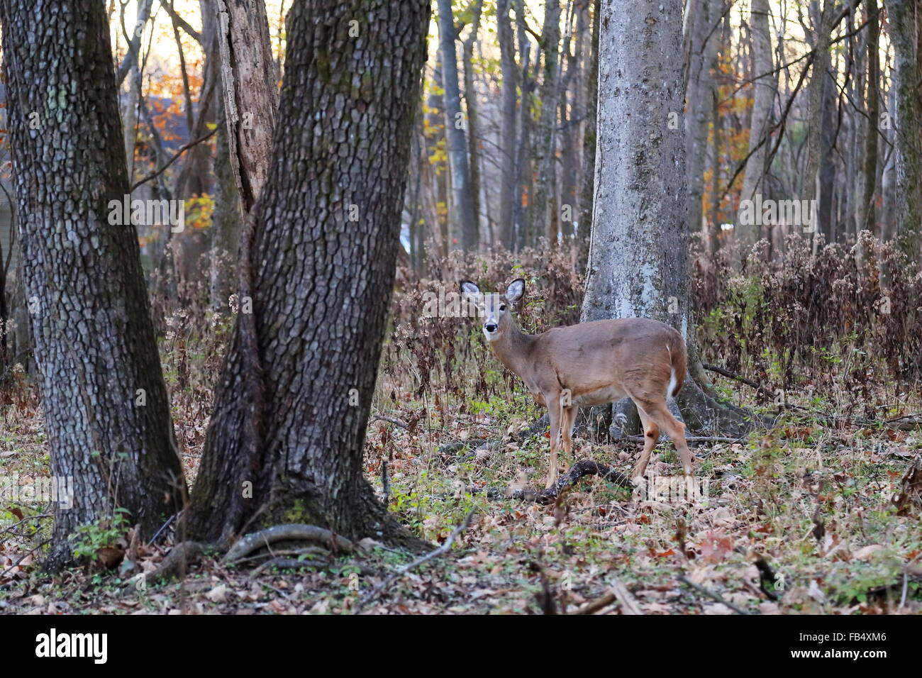 Radnor lake deer hi-res stock photography and images - Alamy