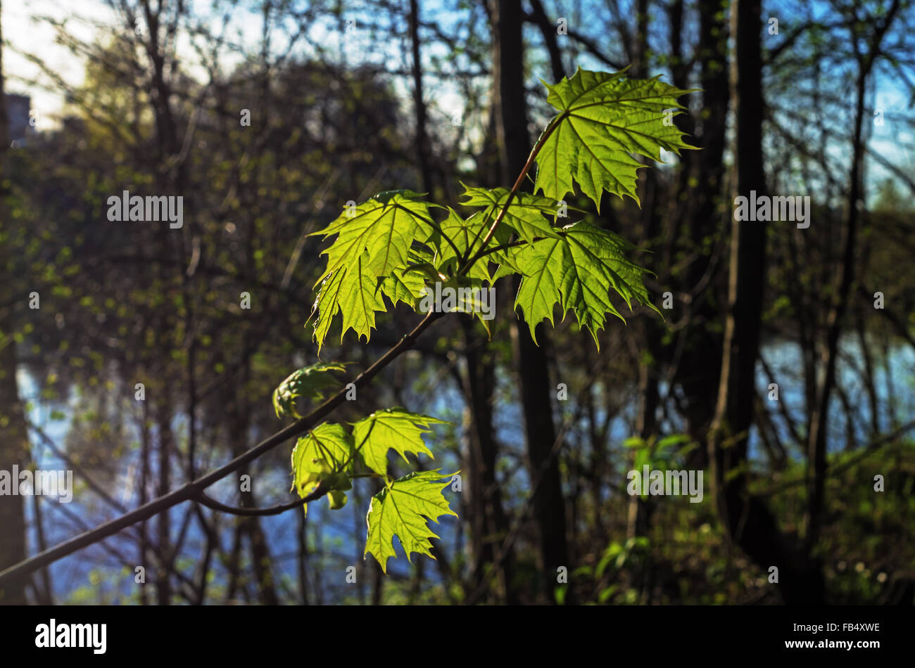 Forest tree branch with new foliage Stock Photo - Alamy