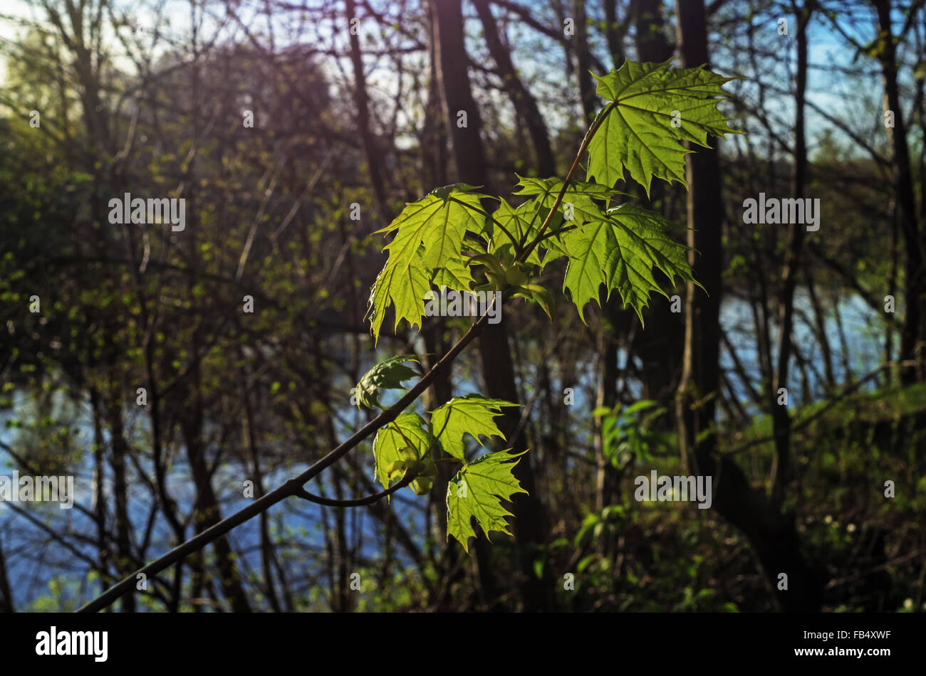 Forest tree branch with new foliage Stock Photo - Alamy
