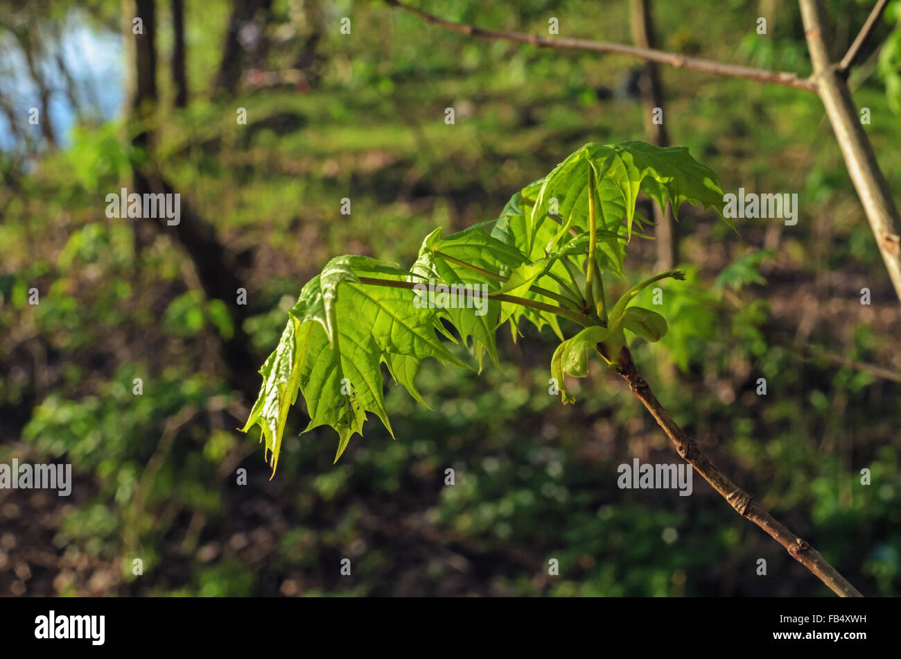 Forest tree branch with new foliage Stock Photo - Alamy