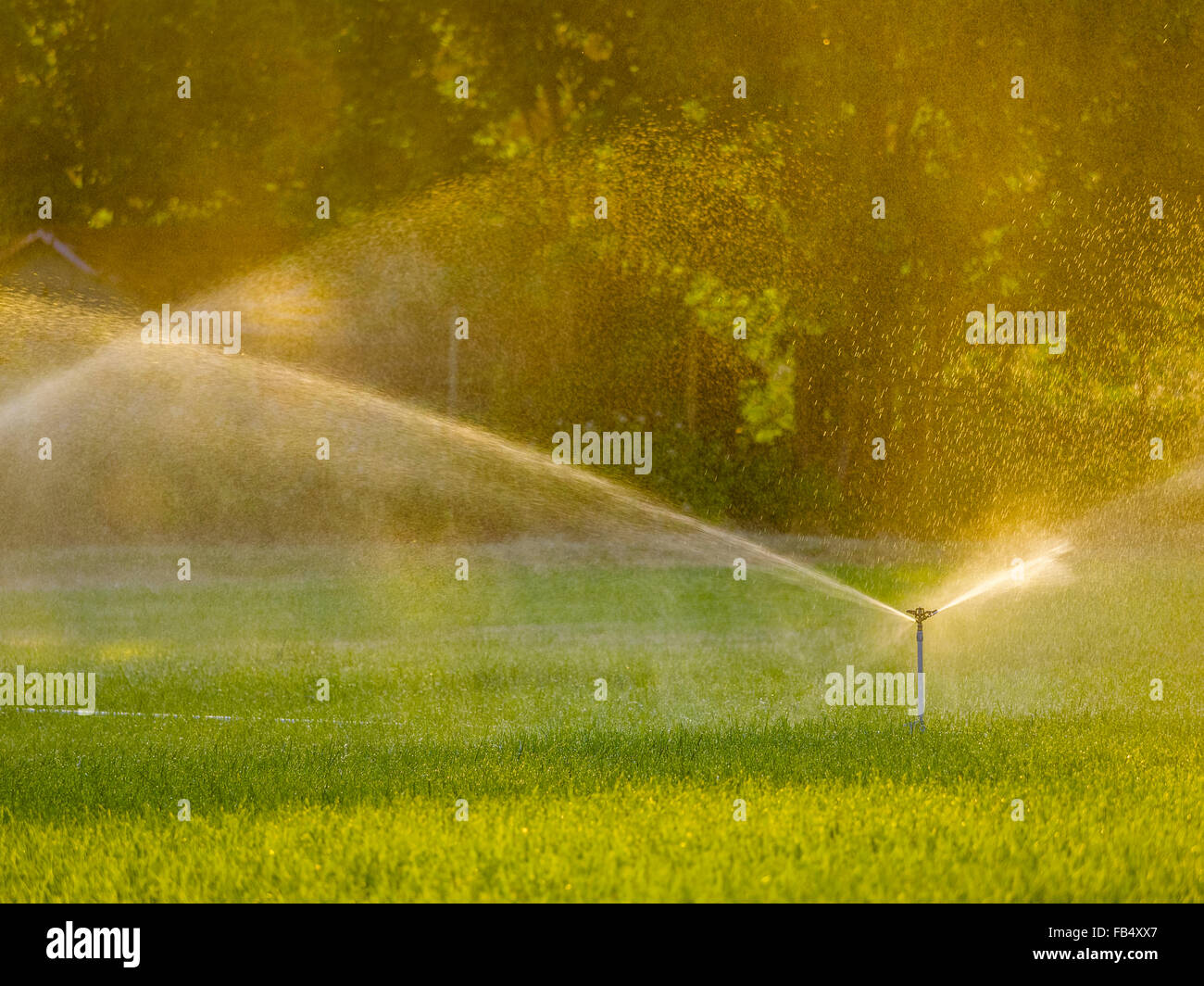 Irrigation of pasture on Vancouver Island, Canada Stock Photo - Alamy