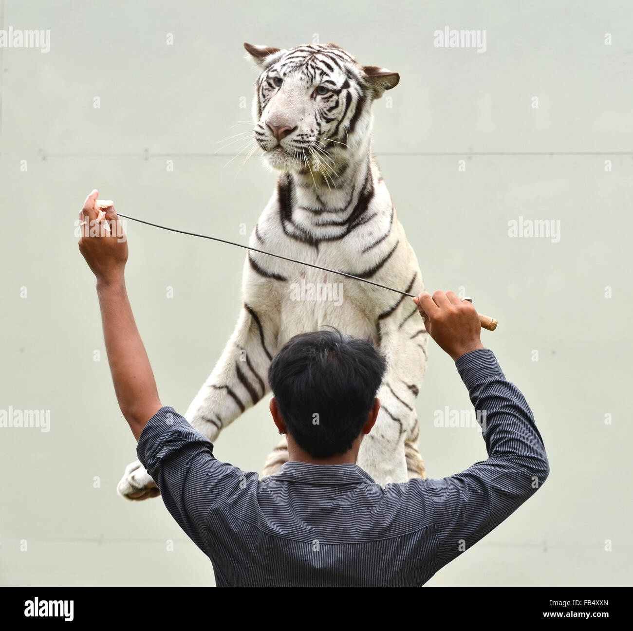 zookeeper training white bengal tiger to show Stock Photo - Alamy