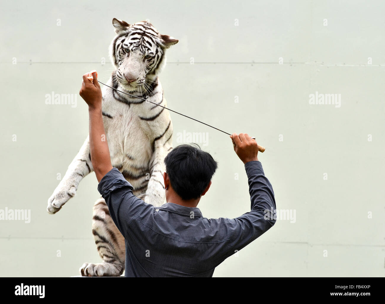 zookeeper training white bengal tiger to show Stock Photo - Alamy