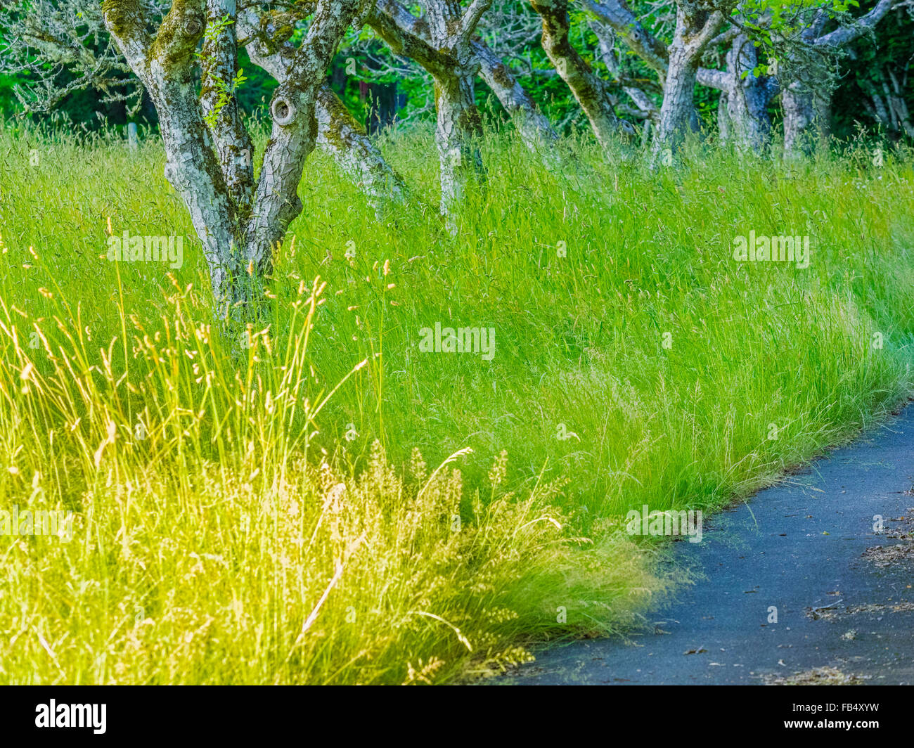 Country lane, Vancouver Island, Canada Stock Photo - Alamy