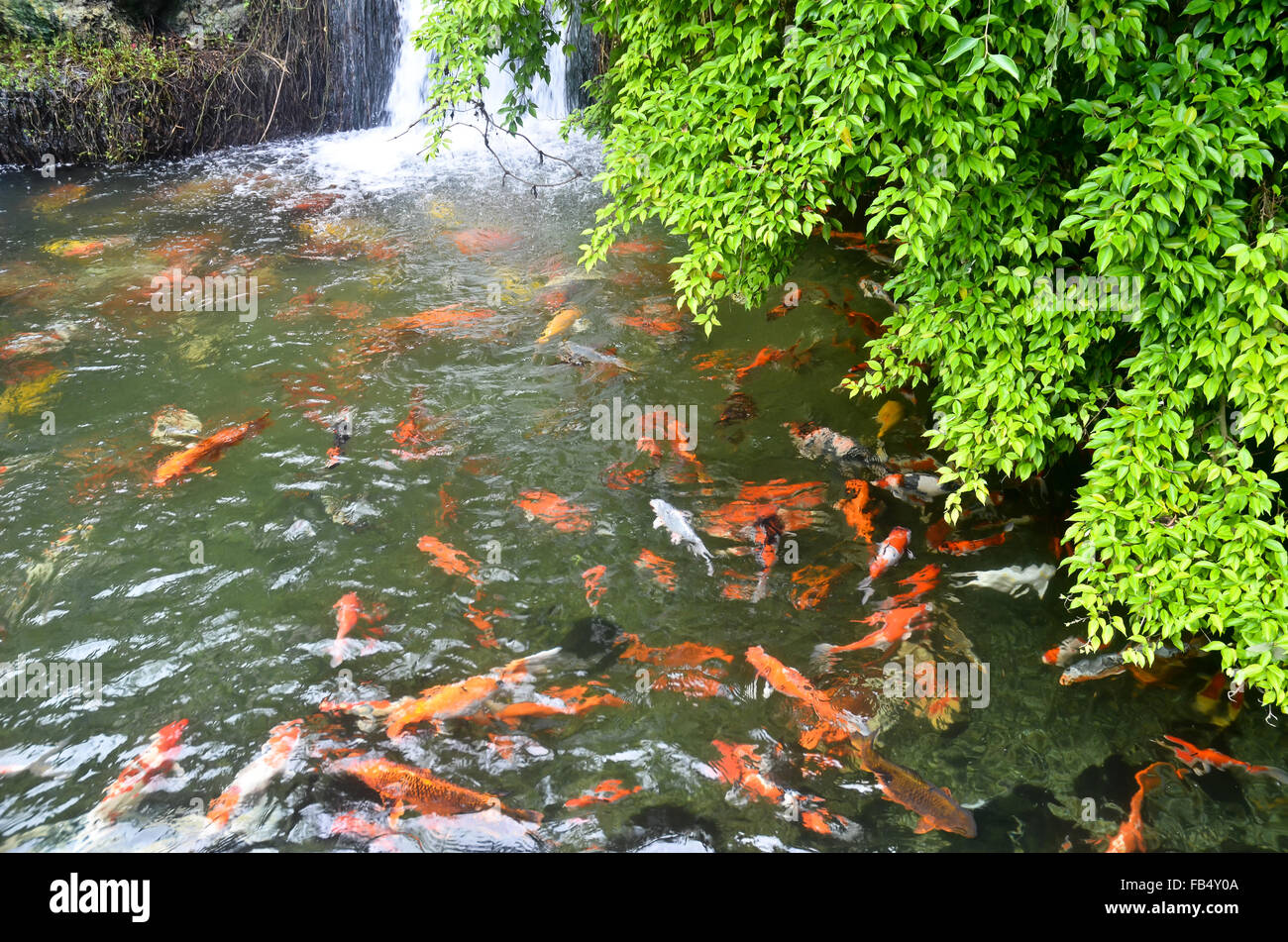 Asian carp hi-res stock photography and images - Alamy