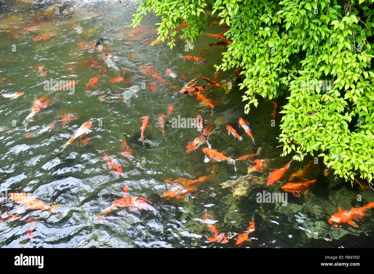 Animal crap hi-res stock photography and images - Alamy