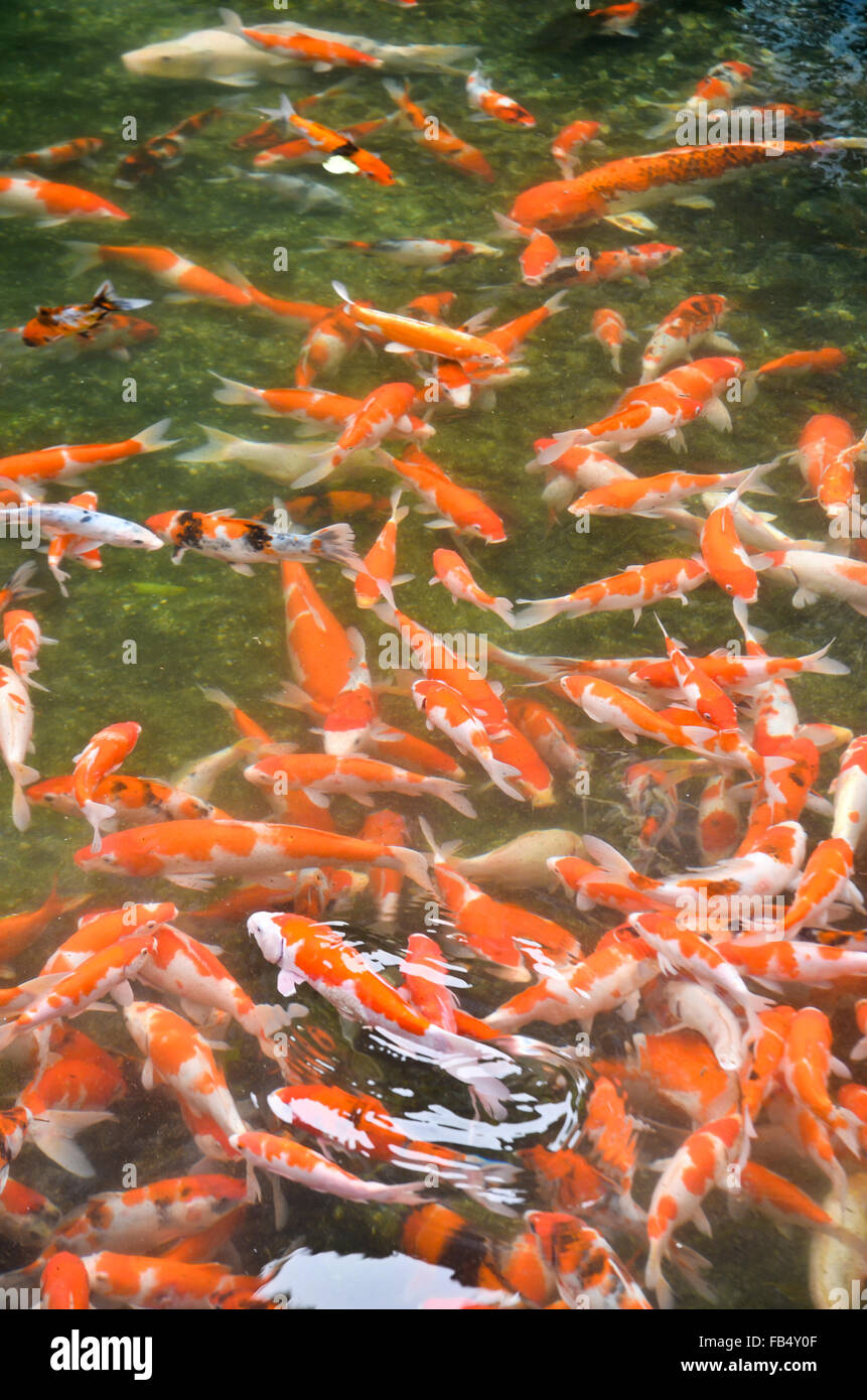 group of japanese fancy crap Stock Photo - Alamy