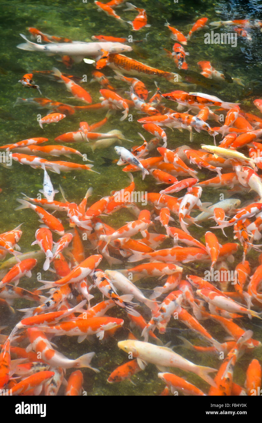 group of japanese fancy crap Stock Photo - Alamy