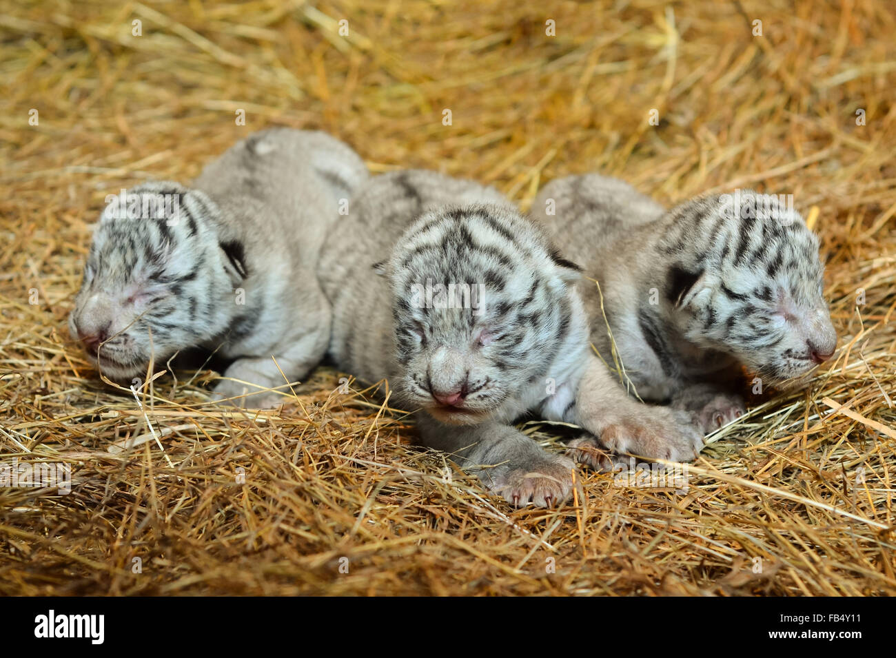 Tiger cub hi-res stock photography and images - Alamy