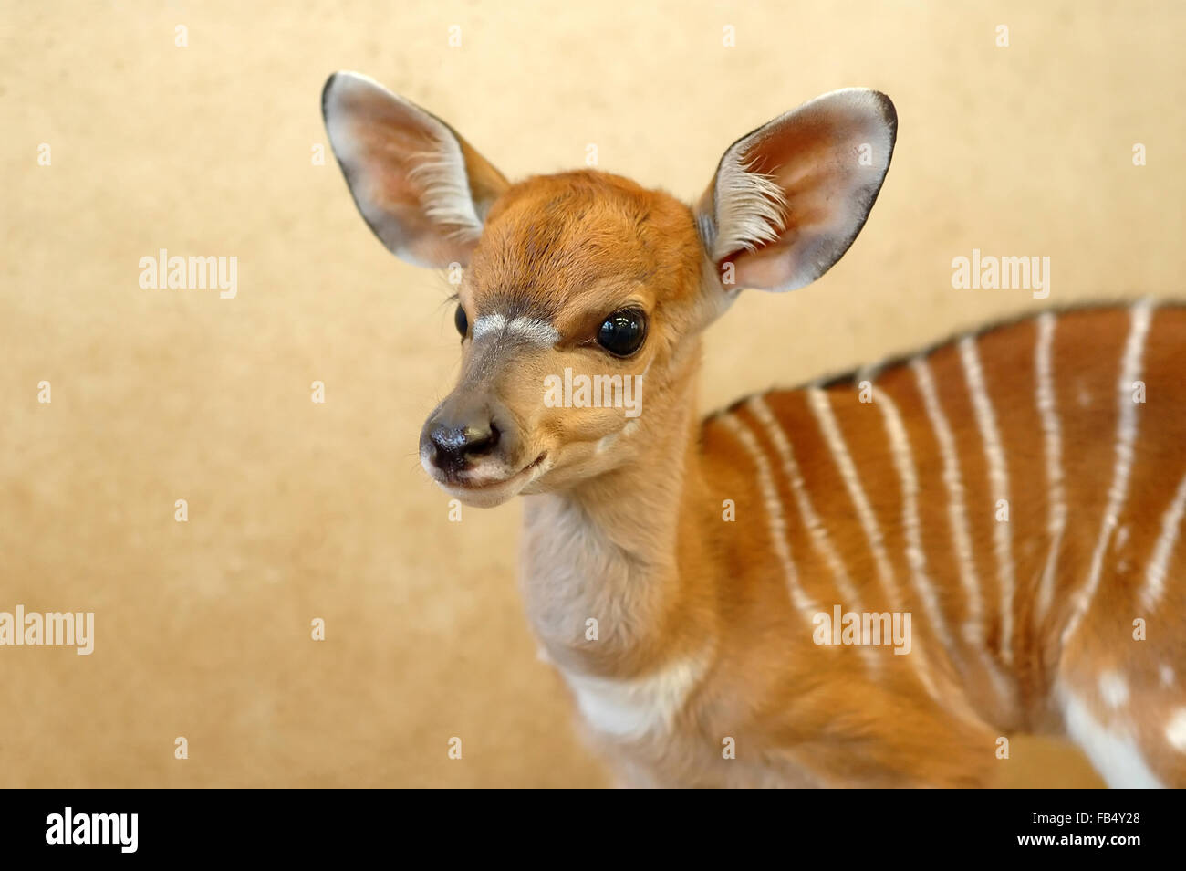 Baby african antelope hi-res stock photography and images - Alamy