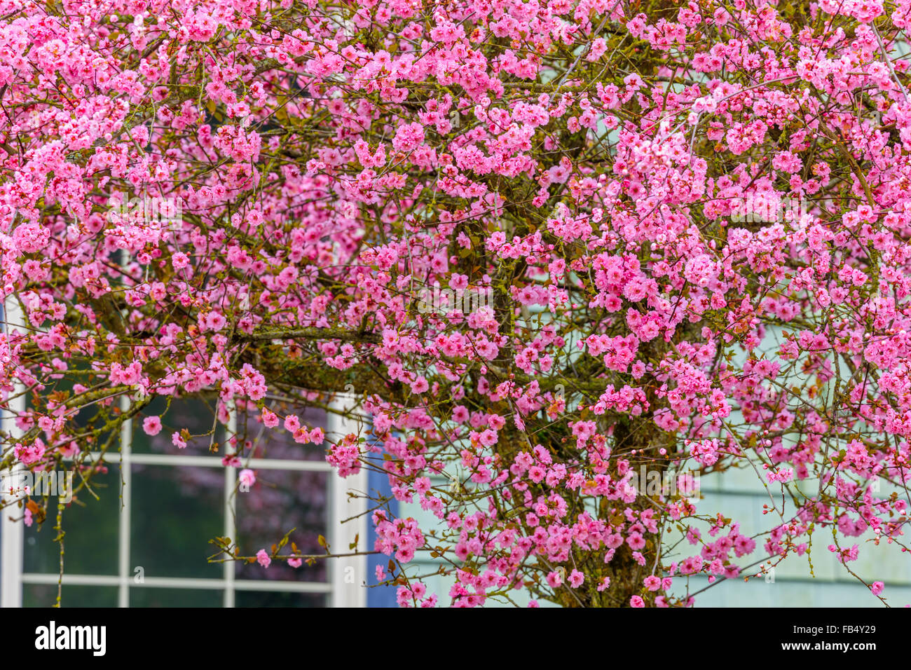 Flowering cherry tree and rustic cottage house on Vancouver Island ...
