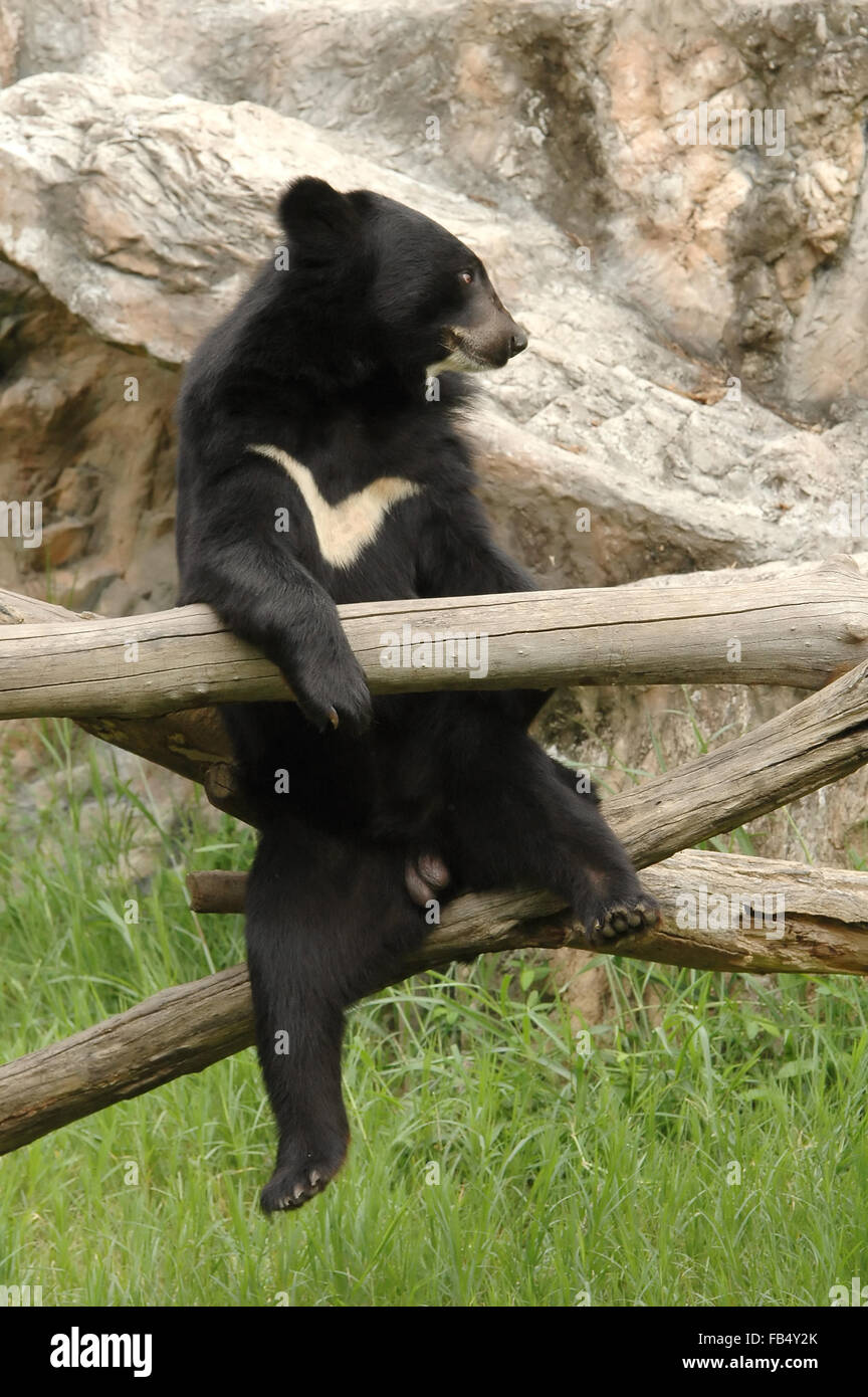 Asiatic animals hi-res stock photography and images - Alamy